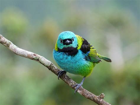 Do Environment And Behaviour Mediate Co Occurrence Of Functional Traits In Birds Oikos Journal