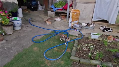 내 작은마당 친구들 캔 두개로도 행복해 하는 소중한 작은 친구들 미안하고 행건복 된날만되자 🙏🥰😘💙💜 ️🦋⚘️😻 Youtube