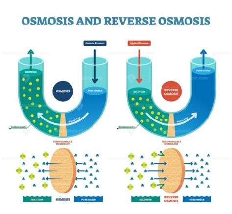 Osmosis Reverse Vector Illustration VectorMine