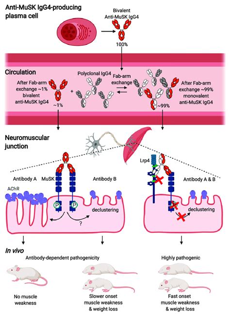 Functional Monovalency Amplifies The Pathogenicity Of Anti Musk Igg4 Download Scientific