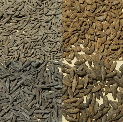 Some Pennsylvanian Fusulinids Member Collections The Fossil Forum