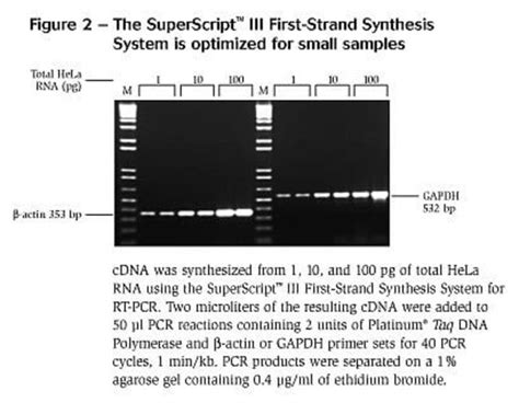 Superscript™ Iii First Strand Synthesis System