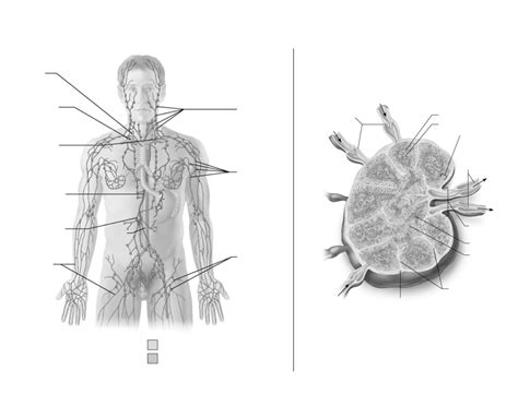 Lymph Node Anatomy Quiz