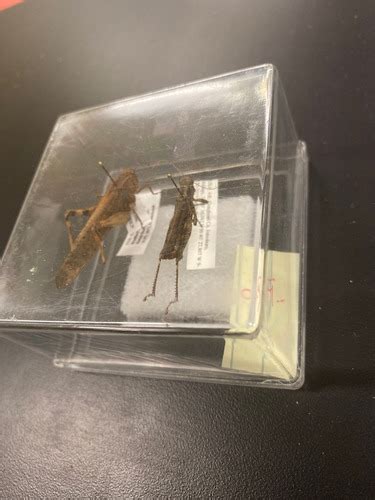 Entomology Practical 1 Flashcards Quizlet