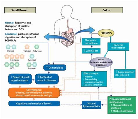Low Fodmap Slow Cooker Recipes Easy And Delicious