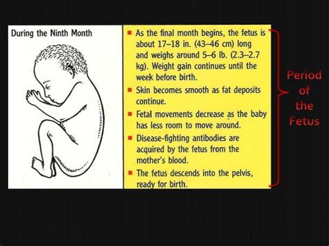 Prenatal Development Ppt