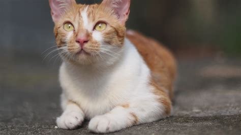 Closeup Adorable Ginger Cat 19632831 Stock Video At Vecteezy