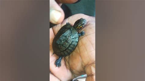 අපි රජ ඉබ්බෝ Youtube