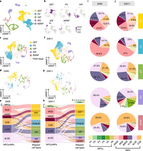 Early Acquisition Of Adult Interneuron Diversity In The Human Fetal