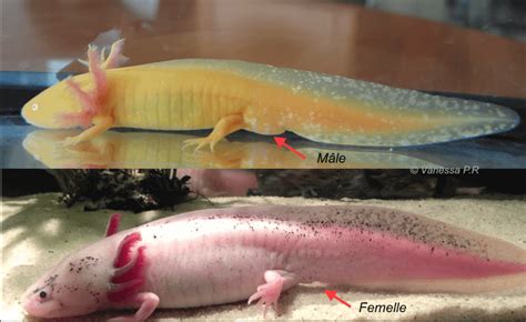 Male Vs Female Axolotl Amphiguide