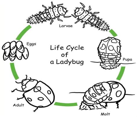 Aphid Life Cycle