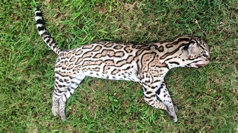 Download An Ocelot In Open Wilderness Wallpaper