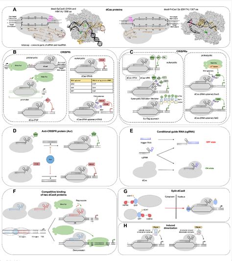 Figure 1 From From Dna Protein Interactions To The Genetic Circuit Design Using Crispr Dcas
