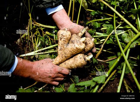 Parsnip Harvesting At Knights Farms Lower Farm Narborough Near Kings