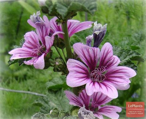 Просвирник (Malva) — описание, выращивание, фото | на LePlants.ru