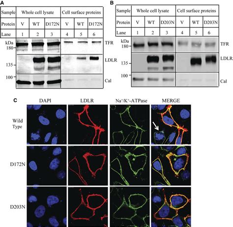 Cellular Localization Of The Wt And Mutant Ldlr A B Biotinylation Of
