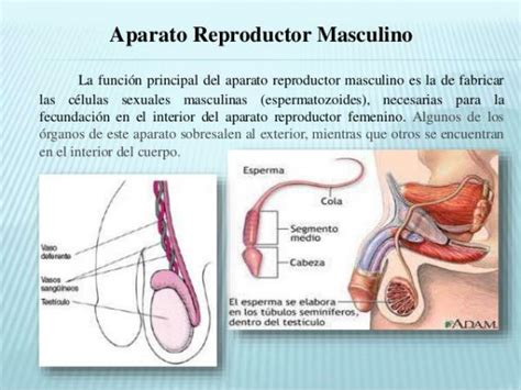 Male Reproductive System And Its Parts