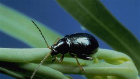 Aphthona Czwalinae Flea Beetle Nysipm Biocontrol Fact Sheet