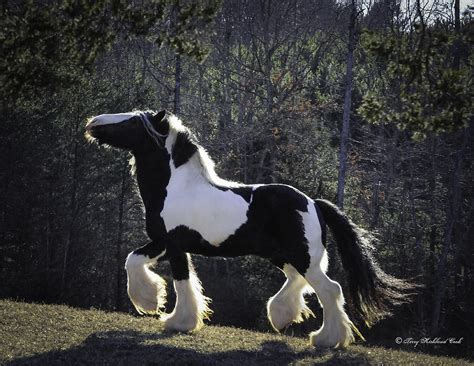 The Prancing Stallion Photograph By Terry Kirkland Cook Fine Art America