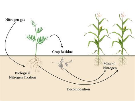 Nitrogen Fixing Plants Upsc Notes