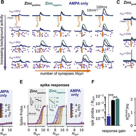 Activity Dependent Modulation Of Nmdars By Vesicular Zinc Confers Download Scientific Diagram
