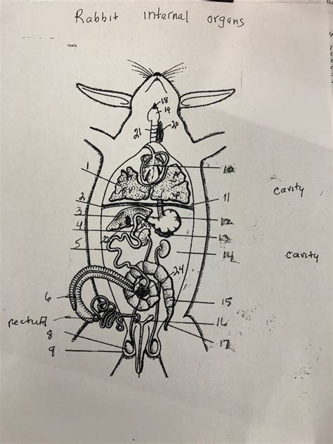 Rabbit Internal Organs Test 1 Diagram Quizlet