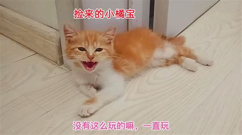 捡来的小橘猫玩玩具玩到累瘫，和主人强烈犟嘴，一问一答太可爱了 Youtube