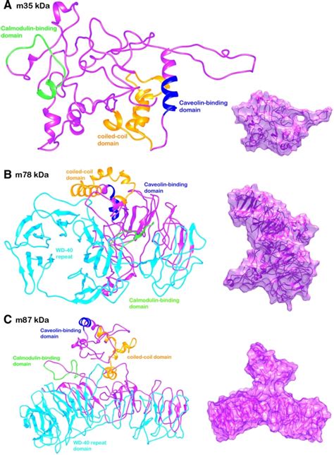 Molecular Dynamics Simulation Services Biocode