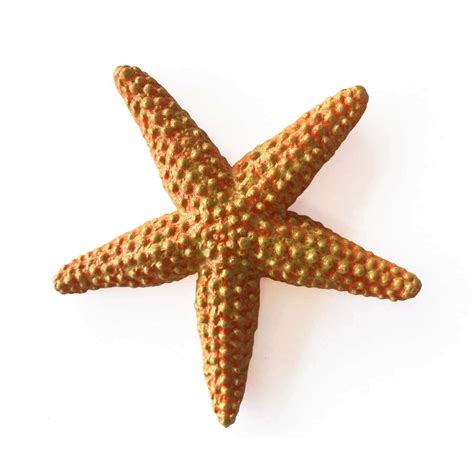 Download Orange Textured Starfish Wallpaper