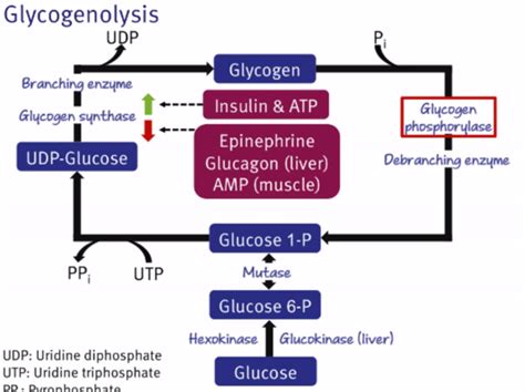 Glycogenesis Diagram Quizlet