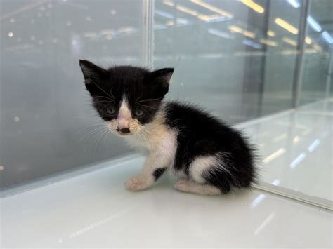 코리안숏헤어 호야 애완견성격 반려견성격 소형견크기 중형견크기 미니비숑프리제크기 토이푸들크기 골든리트리버크기 래브라도리트리버크기 닥스훈트크기 도베르만크기 말티치크기 말티폼크기