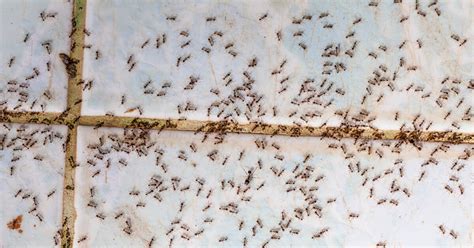 Tiny Ants In Kitchen Sink Things In The Kitchen