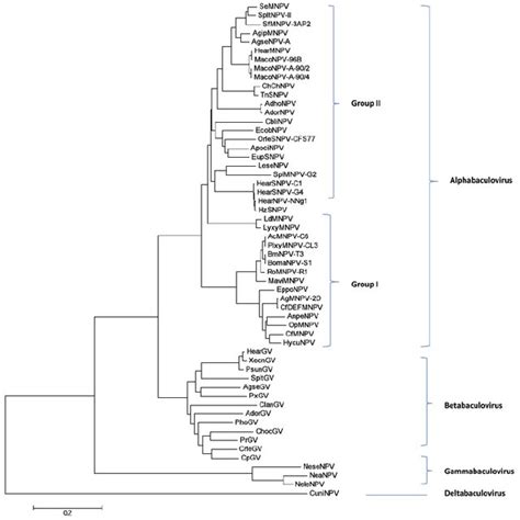 baculovirus phylogeny the phylogenetic tree was generated from