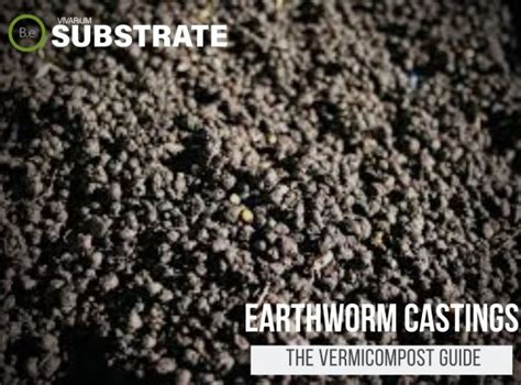 A Guide To Earthworm Castings Vermicompost For Terrariums
