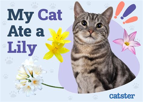 My Cat Ate A Lily Is It Dangerous Vet Reviewed Signs Treatments Catster