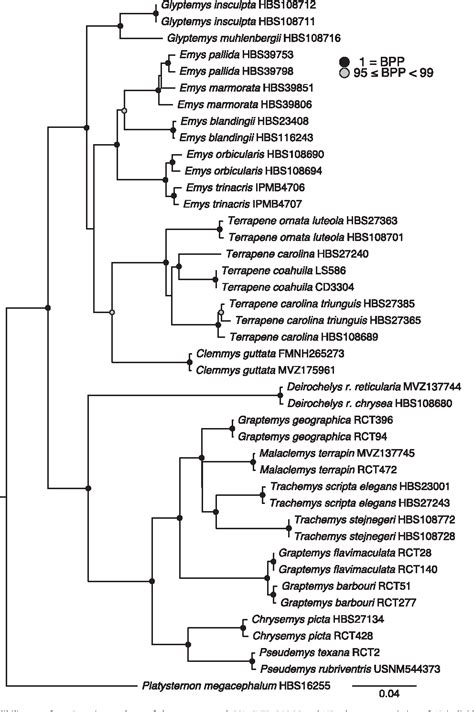 Figure 1 From Phylogeny And Temporal Diversification Of The New World