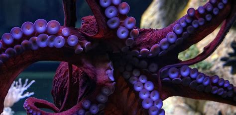 Do Octopus Have Sharp Teeth