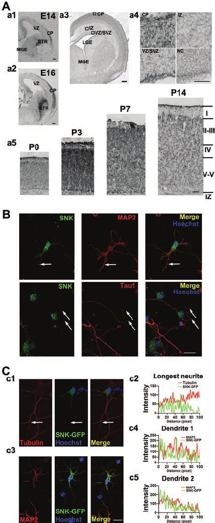 Snk Expression In The Developing Rat Cortex And Cul Tured Immature Download Scientific Diagram