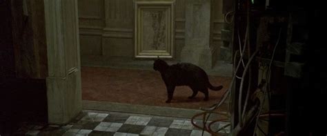 Black Cat Matrix Wiki Fandom Powered By Wikia