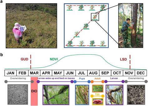 A Schematic Diagram Of The ‘z Method To Sample 20 Trees In Plots 50 Download Scientific