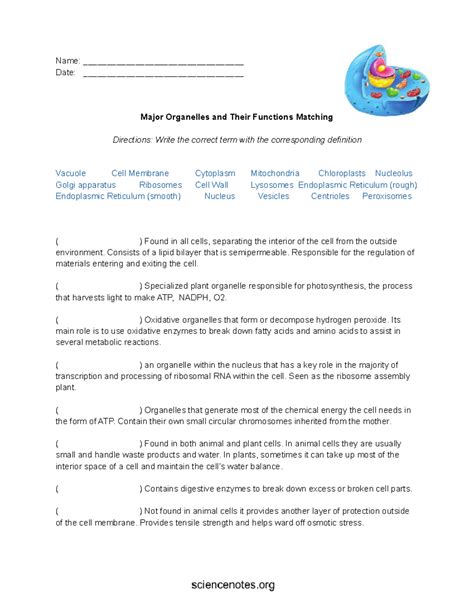 Major Organelles And Their Functions Matching Bio 101 Studocu