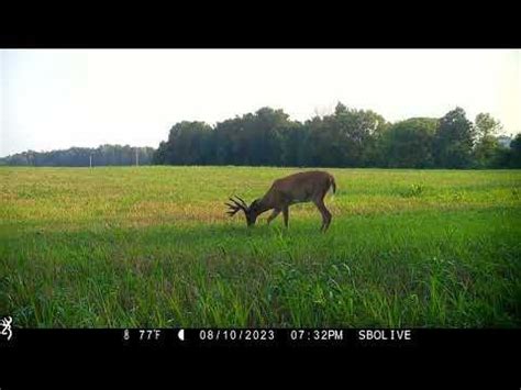 Beautiful 10 Point Buck Emerges Browning Recon Force Advantage Rdeer