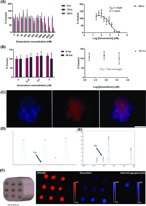 Effects Of Doxorubicin On Saos 2 Cells A Saos 2 Cells Responded To Download Scientific