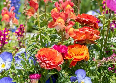 Top 4 Esperanza Plant Varieties Youll Love