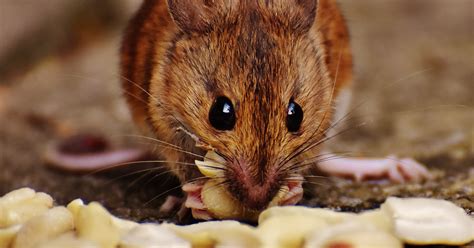 The Best Ways To Catch A Mouse Dengarden