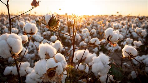 What Came To Be Called “cotton” Paramatex
