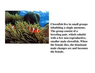 Sex Determination PPT