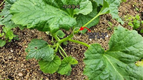 참외 순치기 방법 순지르기 시기