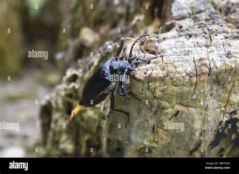 The Prionus Coriarius Beetle Prionus Coriarius On Dead Wood Stock