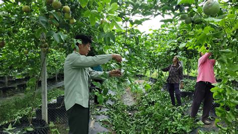 生态小镇果飘香——始兴县澄江镇强镇富村公司助推高质量发展韶关发布
